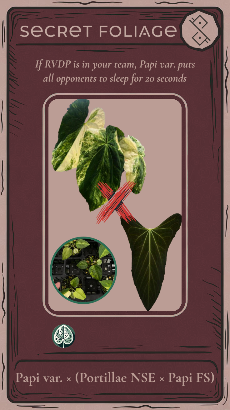 Pre-Order Card: Anthurium Papi variegata × (Portillae NSE × Papi FS)(s – Secret Foliage