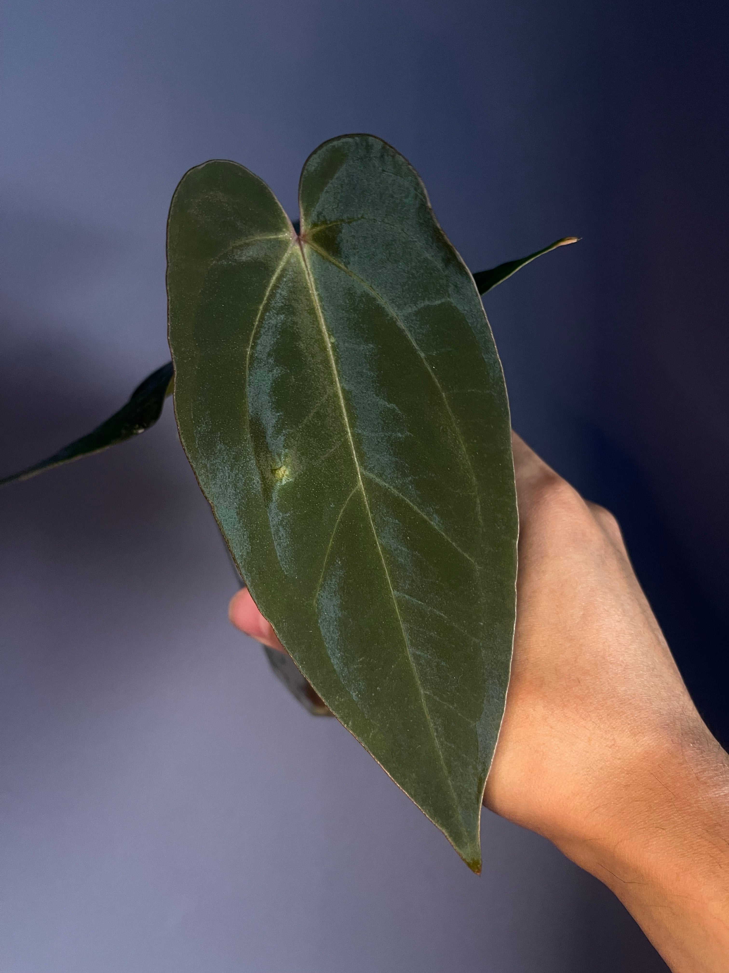 Anthurium ‘Red Spider’ × Antolakii/BVEP (Tezula) – Secret Foliage