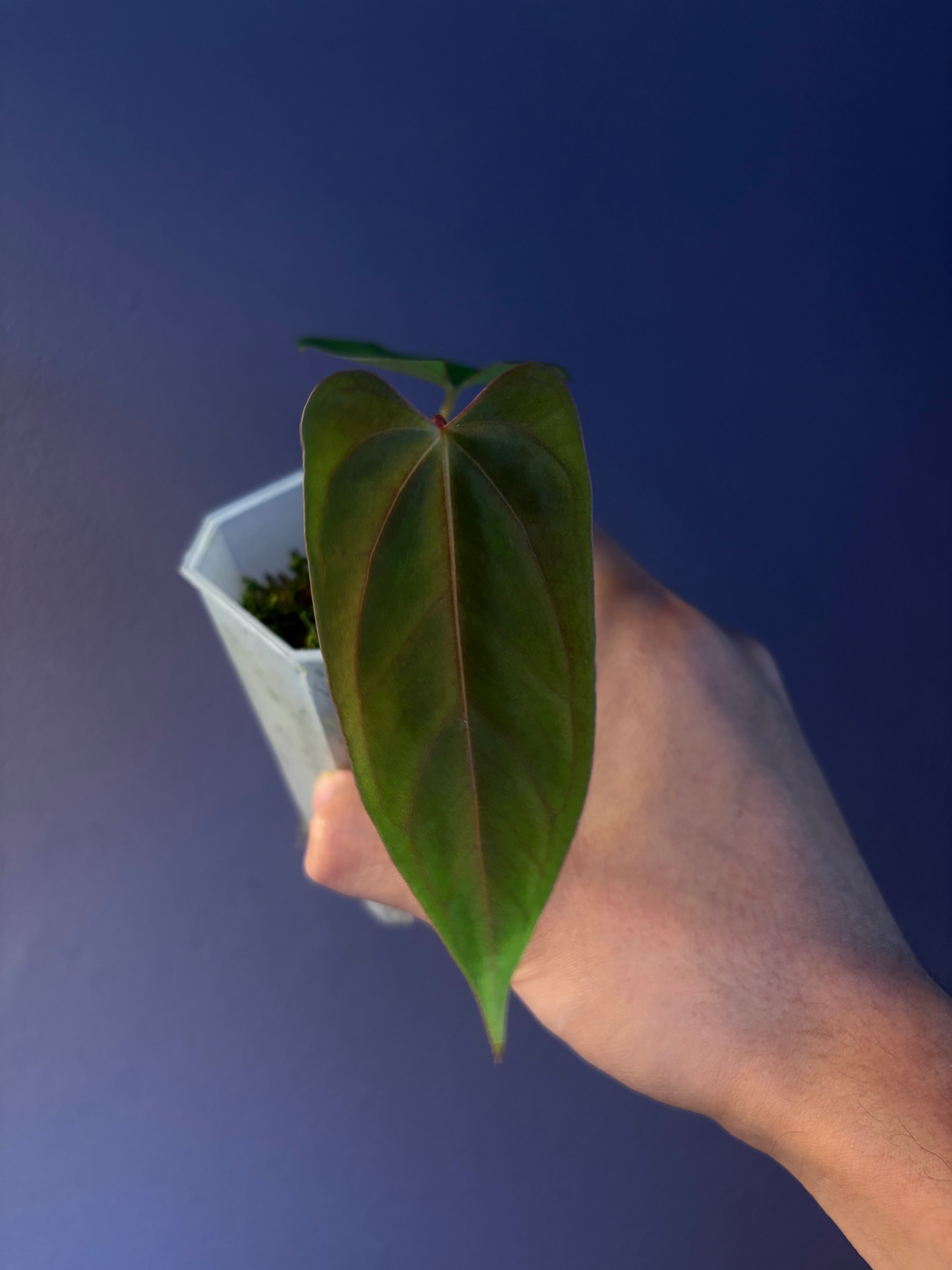 Anthurium Papillilaminum ‘Marie’ × ‘Incurved lobes’ – Secret Foliage