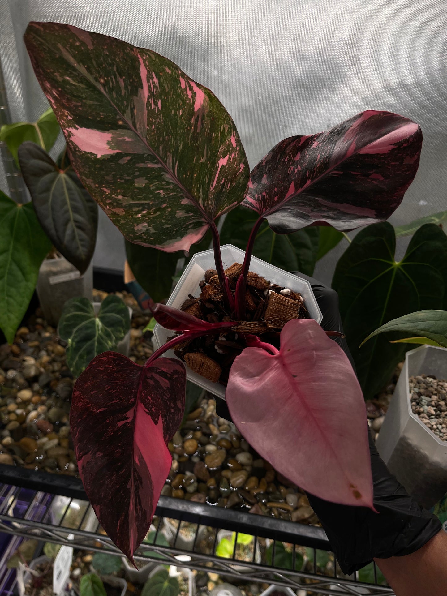 Philodendron Pink Princess Galaxy Variegata – Secret Foliage