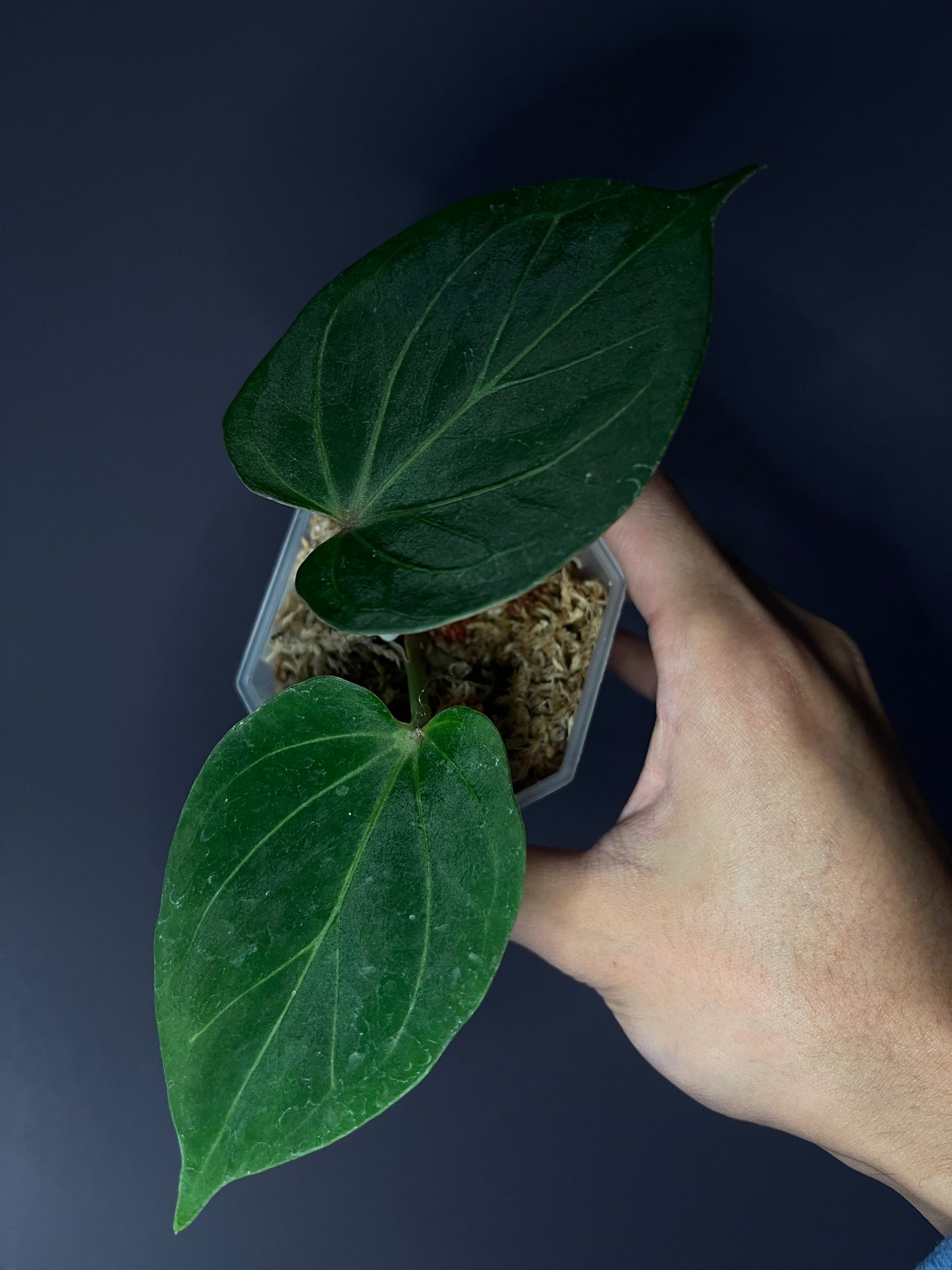 Anthurium King Of Spades Kos Hu Secret Foliage