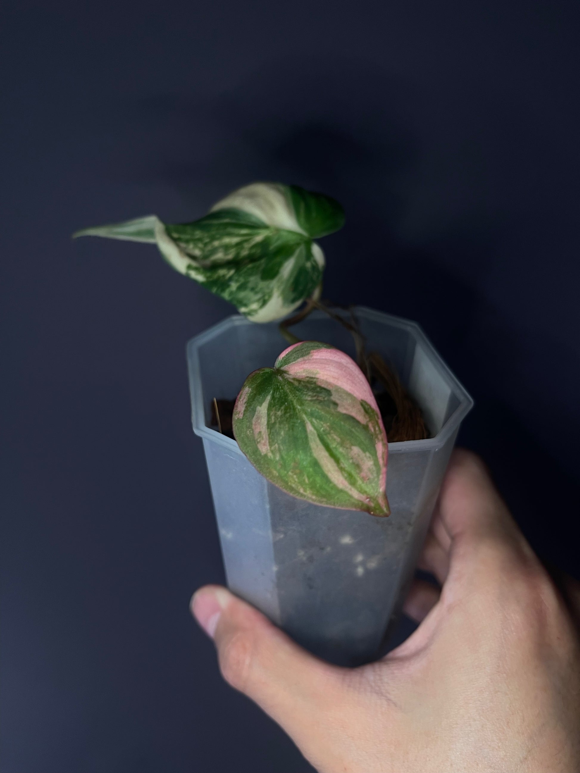 Philodendron ‘Micans’ Pink Albo Variegata – Secret Foliage